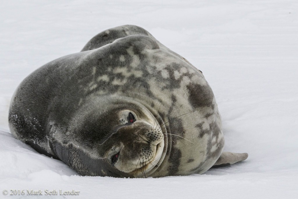 Field Note: Weddell Seal